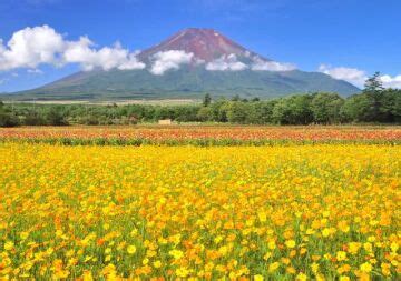 Enjoy Glorious Autumn Views Japan S Most Beautiful Cosmos Fields