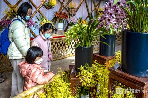 三千株兰花争奇斗艳 南京兰花展吸引众多市民前往观赏我苏网