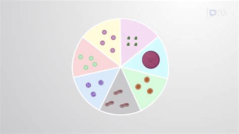 Subcellular Fractionation Concept Cell Biology Jove