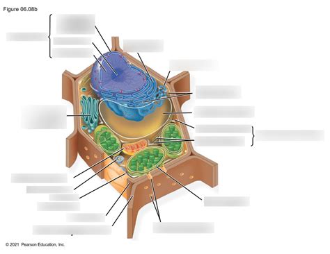 Ap Bio Plant Cell Diagram Quizlet