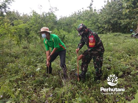 Perhutani Bersama Stakeholder Perhutani Tanam Bibit Buah Di Kawasan