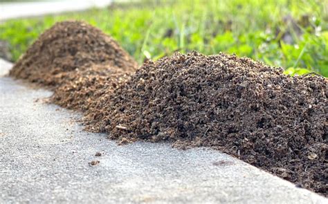 How To Control Houston Fire Ants And Keep Them Out Of Your Lawn
