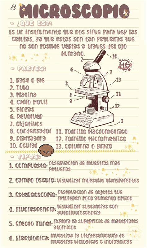 Partes Del Microscopio Artofit Partes Del Microscopio Artofit