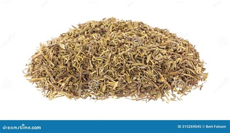 Thyme Leaf Sandwort Arenaria Serpyllifolia Habit Royalty Free