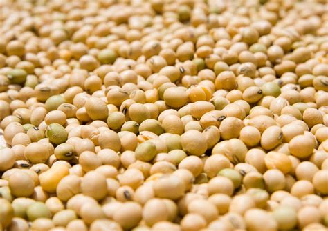 How Are Gmo Soybeans Made At Walter Graves Blog