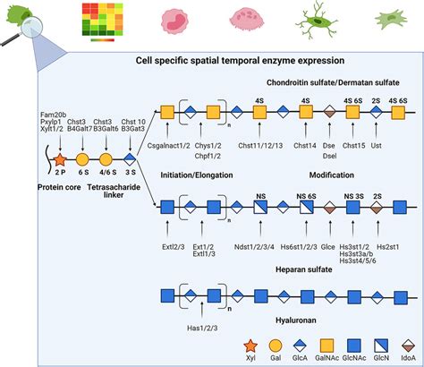 Glycosaminoglycans Studies On Optimization Of Papain Hydrolysis