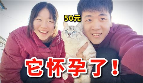 在农村大集，花50元买的美短布偶猫，养了不到一年意外怀孕了？ 记录生活的肆一 记录生活的肆一 哔哩哔哩视频