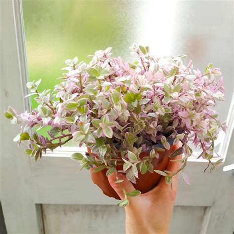 Callisia Repens ‘rosato Tradescantia Hub Shop