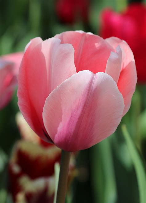 Pink Tulip Close Up Free Stock Photo Public Domain Pictures Pink