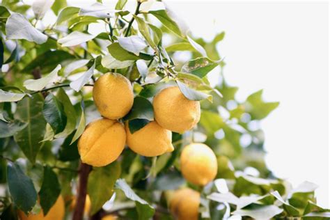 レモンの木の剪定｜時期や仕方、年次別のコツは？実がならない理由は？ Horti By Greensnap