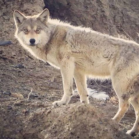 Gray Wolf Canis Lupus Old World The Wolf Intelligencer