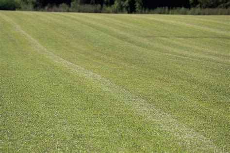 Centipede Grass Seed For A Dense Green Lawn 1 Lb Coated Seeds Sun And