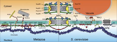The Ne In Metazoans And S Cerevisiae A Schematic Of The Ne And
