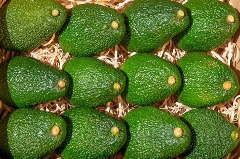 12 Large Premium Export Grade Buy Avocados Fresh Avocados Delivered Nz