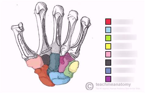carpals metacarpals and phalanges diagram quizlet