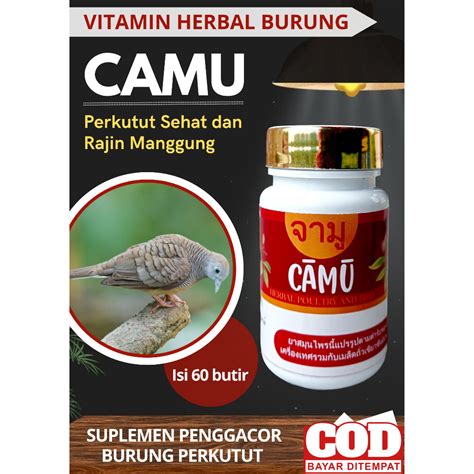 Jual Pil Perkutut Camu Perkutut Gacor Rajin Manggung Lokal Bangkok