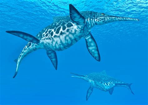 Ichthyosaurus Postcard