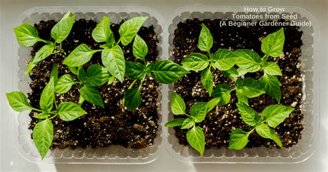 How To Grow Tomatoes From Seed A Beginner Gardener Guide