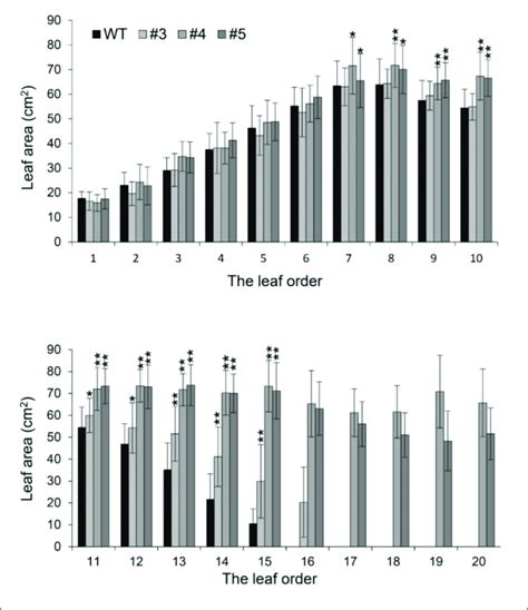 Reduction Of Gmftl Transcripts Promotes Trifoliolate Leaf Growth The