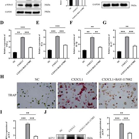 Cx3cl1 Promotes M1 Macrophage Polarization Inflammation Levels And Download Scientific