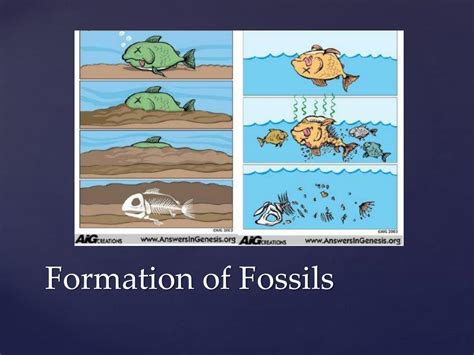 Ppt Chapter 91 Fossils Powerpoint Presentation Free Download Id5305317