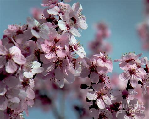 Cherry Blossom Beauties Photograph By Patricia Strand Pixels