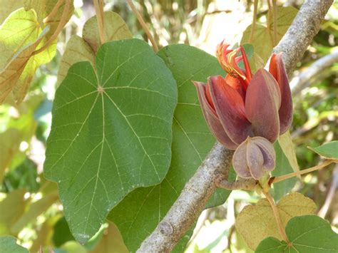 Chiranthodendron Pentadactylon Art And Science Of Horticulture