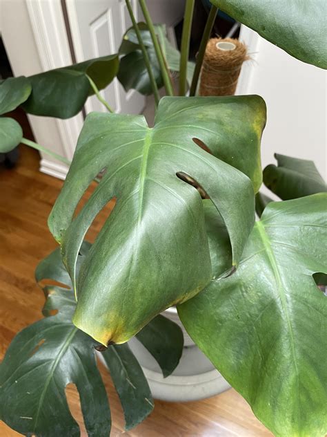 Overwatered Or Underwatered Or Rhouseplants