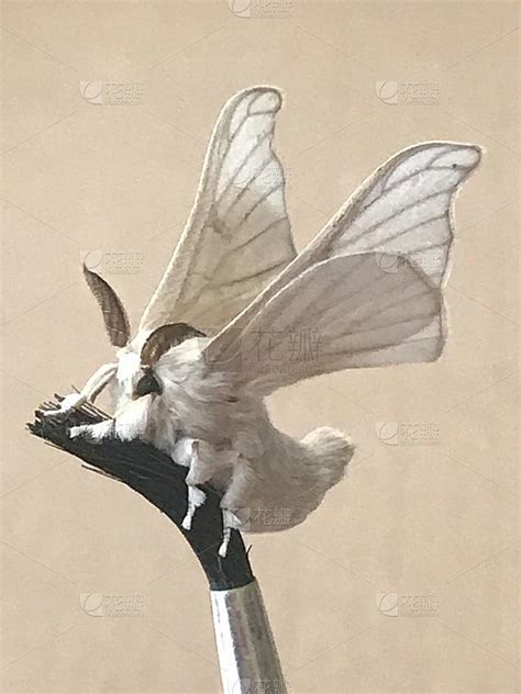 蚕蛾素材 花瓣网