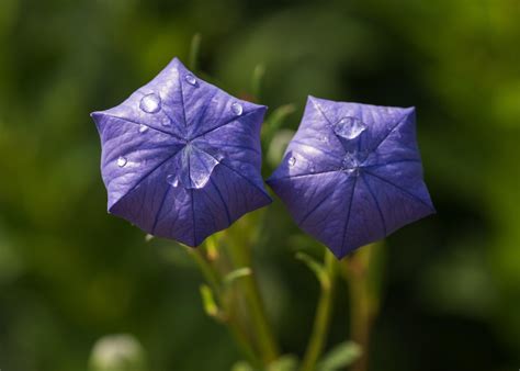 花 桔梗 Pixabay上的免费照片