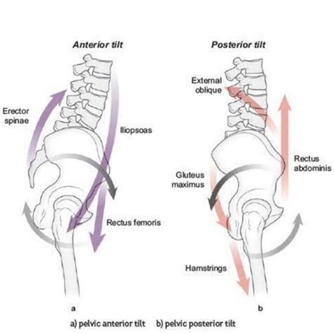 Best 12 Gastrocnemius Muscle With Leg And Ankle Anatomical Structure