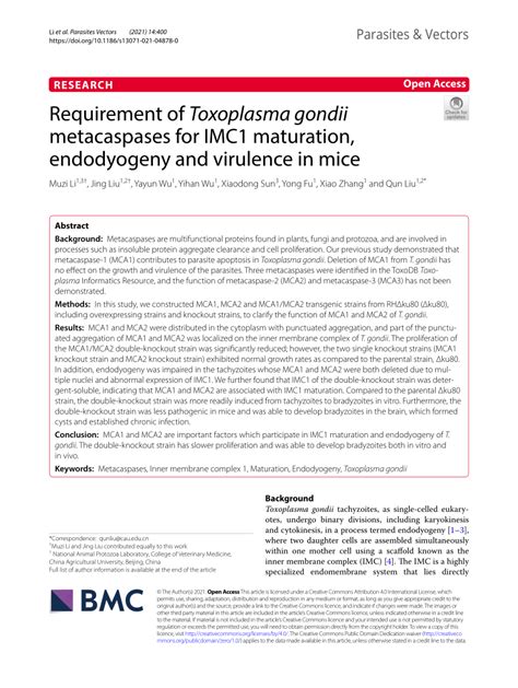 Pdf Requirement Of Toxoplasma Gondii Metacaspases For Imc1 Maturation