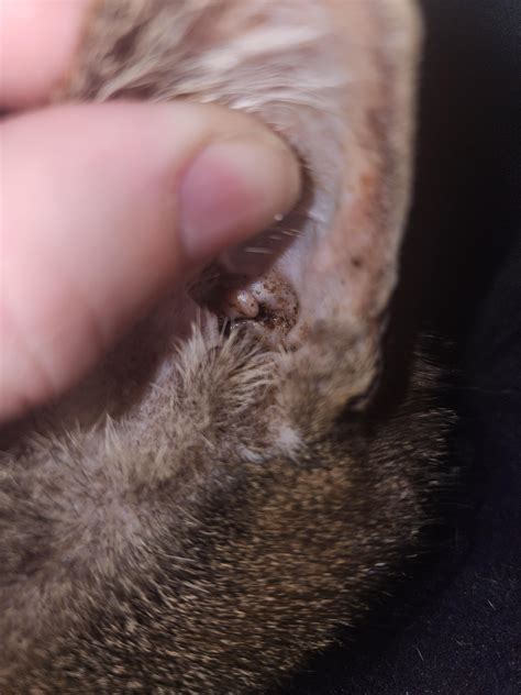 Two Cats Pictured Are These Signs Of Ear Mites Fleas Or Are These