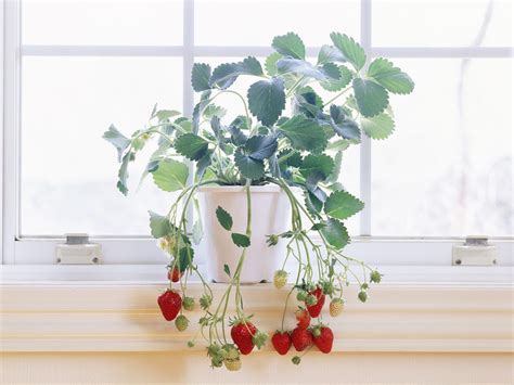 Vegetables To Grow Indoors Artofit