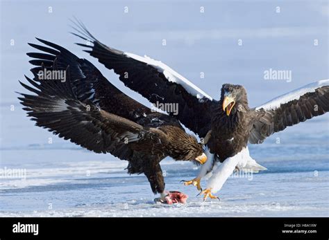 Stellers Sea Eagle Haliaeetus Pelagicus Adult Fighting Over Food