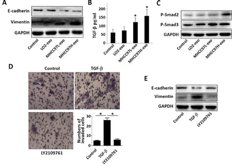 TGF β pathway activated by exosomes derived from HCC cell Notes A Download Scientific