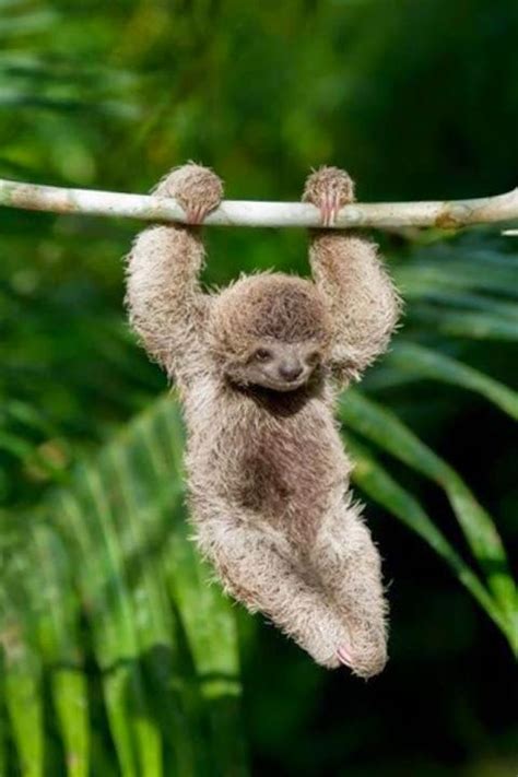 🔥 50 Cute Sloth Wallpapers Wallpapersafari