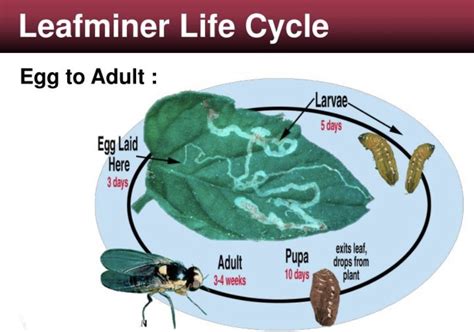 Leaf Miner Hatching Now Consultree