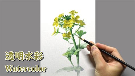 水彩画 1時間40分で描くリアルな菜の花のメイキング 描き方 Watercolor Painting No 513