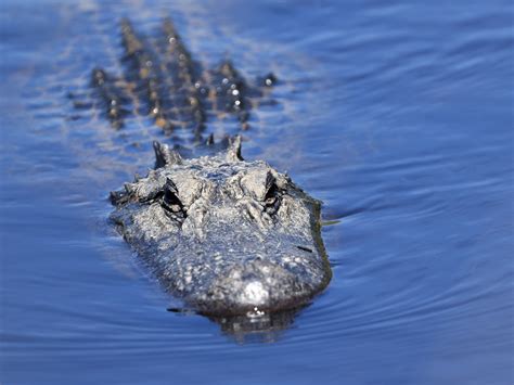 Man Suffers Horrific Injuries After Being Mauled By 9ft Alligator That
