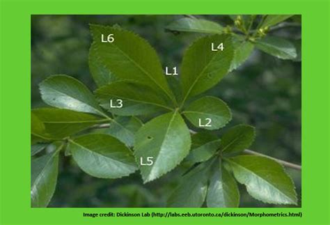 What Is Numerical Taxonomy How Is It Useful — Bioinformatics Review