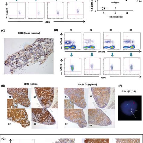 Engraftment Of Human Primary Mantle Cell Lymphoma Mcl In Nsg Mice