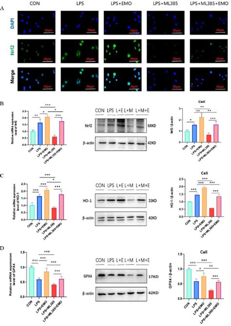 Emodin Protects Against Severe Acute Pancreatitis Associated Acute Lung