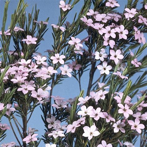 Breath Of Heaven Diosma Flower Of Life Flowers Lover