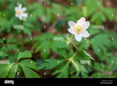 Anemonoides Nemorosa Syn Anemone Nemorosa The Wood Anemone Is An