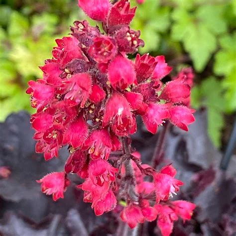 Heuchera ‘black Forest Cake Terra Nova® Nurseries Inc