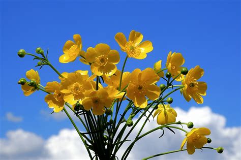 25 Types Of Ranunculus Buttercup Flowers And Buttercup Meanings Flower