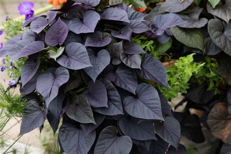 Black Sweet Potato Vine [types Care Tips And Pictures]