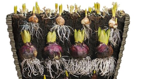 Costco Is Selling A Pre Planted Planter Thats Perfect For The Laidback Gardener