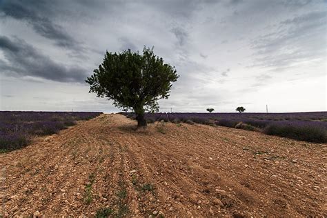 The Tree By Stocksy Contributor Marilar Irastorza Stocksy